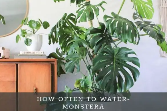 Can Monstera live outside? Tips to make them thrive outdoor