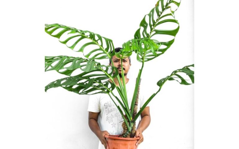 Best pot for Monstera - Tips for Choosing the Right Planter