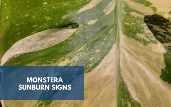Monstera Leaves Sunburn Damage Signs & How to Fix It?
