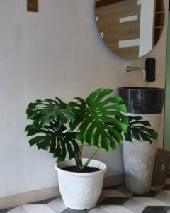 Monstera Leaves Sunburn Damage Signs & How to Fix It?