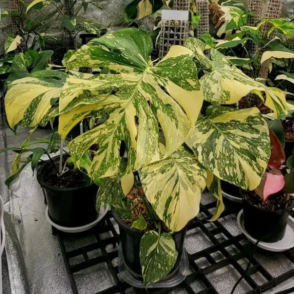 Monstera Leaves Sunburn Damage Signs & How to Fix It?
