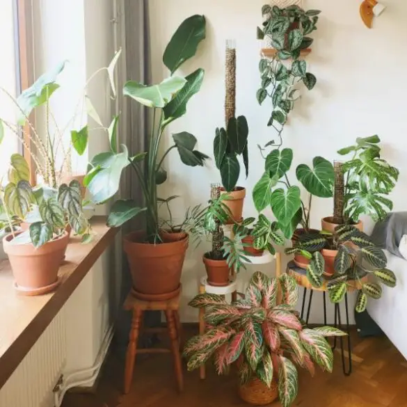 How Much Light Does Your Monstera Plant Need? Quick Tips