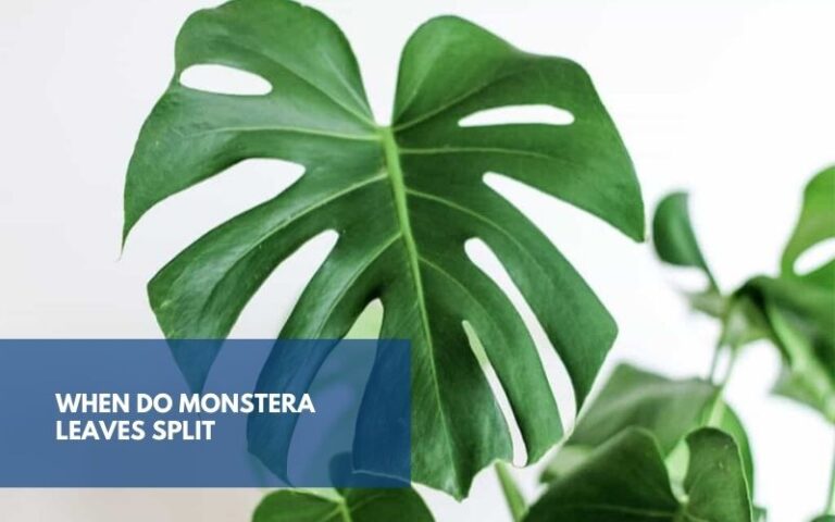 When Monstera leaves split? (tip for fenestration Monstera)