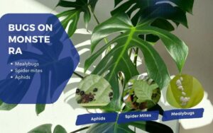 Monstera Pests & Bugs Identification - How To Deal With It?