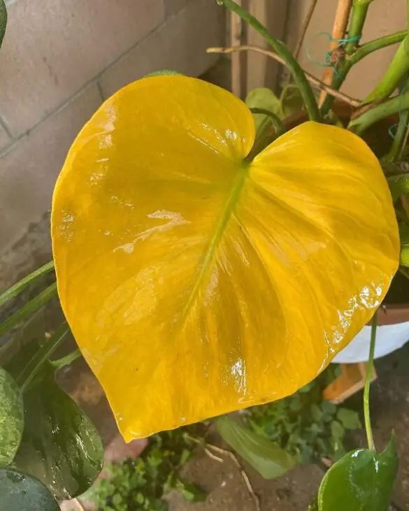 Overwatered Monstera: Signs & Treat Swiss Cheese Plant