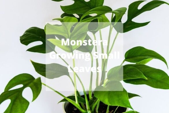 Can Monstera live outside? Tips to make them thrive outdoor