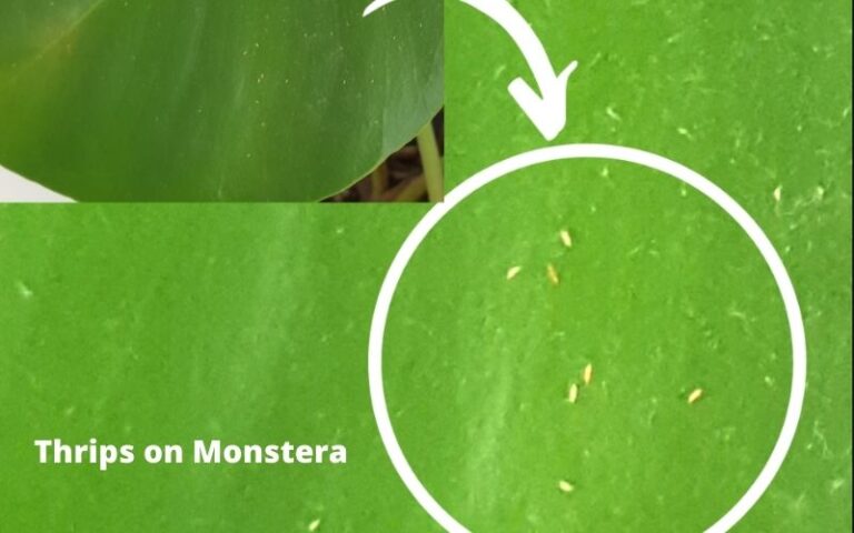 Monstera Pests & Bugs Identification - How To Deal With It?