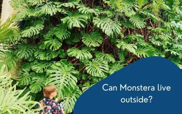Can Monstera Deliciosa live outside? Outdoor Take Care Tips