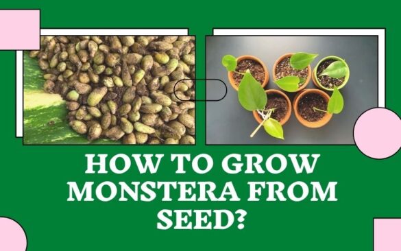 How to grow Monstera from seed? Easiest & Fastest Way