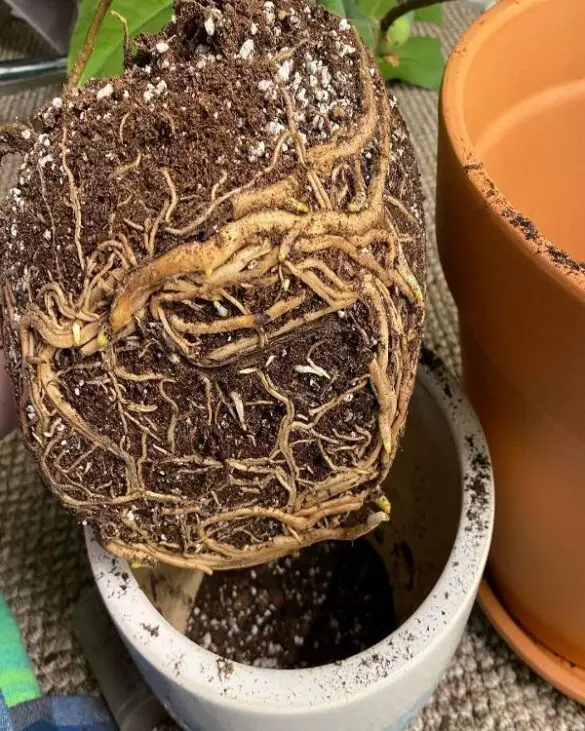 When To Repot Monstera To Keep It Healthy