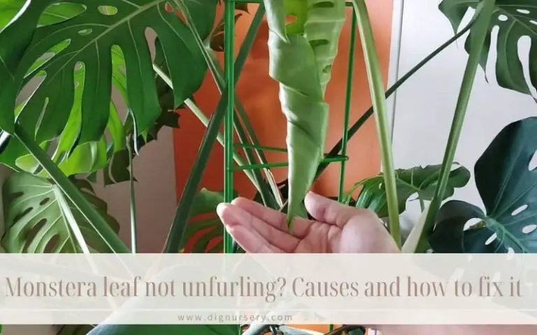 Monstera Leaves Sunburn Damage Signs & How to Fix It?