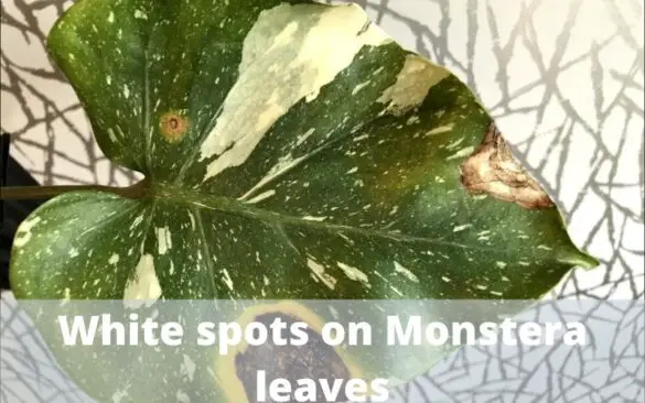 Monstera Leaves Sunburn Damage Signs & How to Fix It?