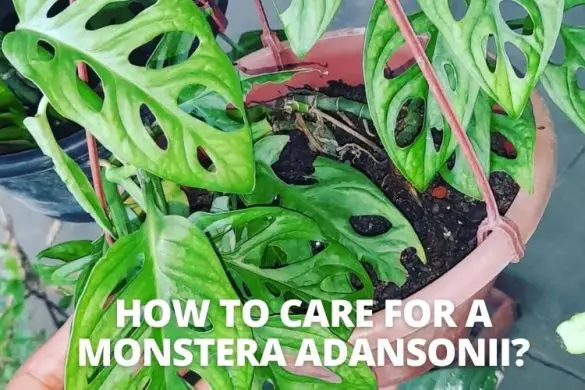 Can Monstera live outside? Tips to make them thrive outdoor