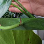 Scale on Monstera Stem - Identify and how to treat it?