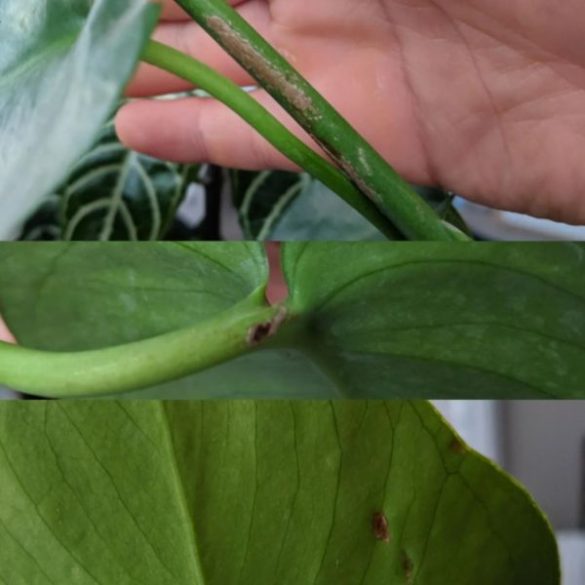 Scale on Monstera Stem - Identify and how to treat it?
