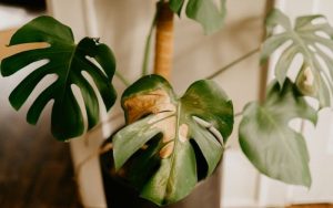 Monstera Leaves Drooping, Limp? Causes and Treatment Tips
