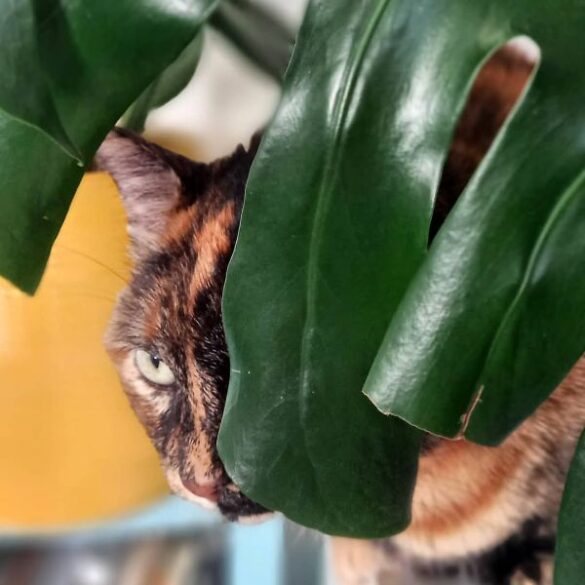 Are Monsteras toxic to cats? What happen if your cat eats it