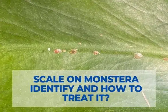 Monstera Varieties: 15 Amazing Types of Monstera Plant