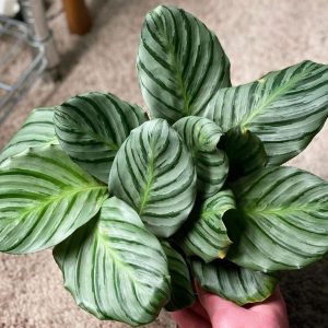 16 Rare Calathea types Plants To Add to Your Wishlist