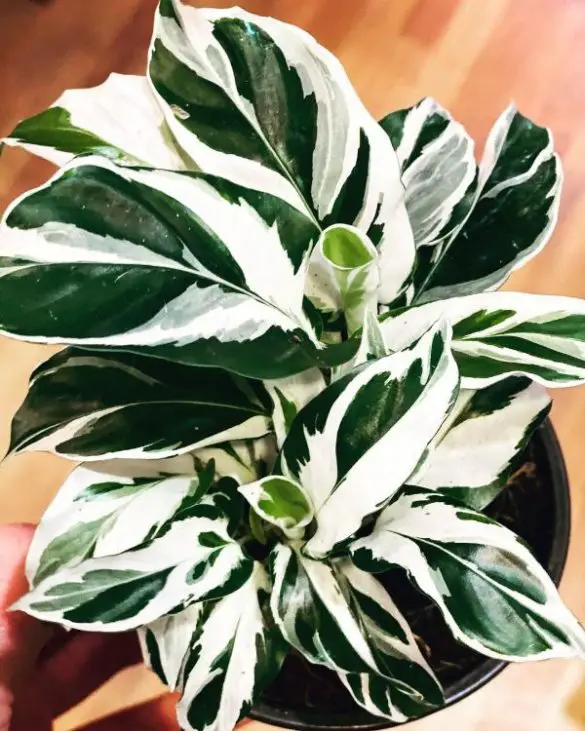 16 Rare Calathea types Plants To Add to Your Wishlist