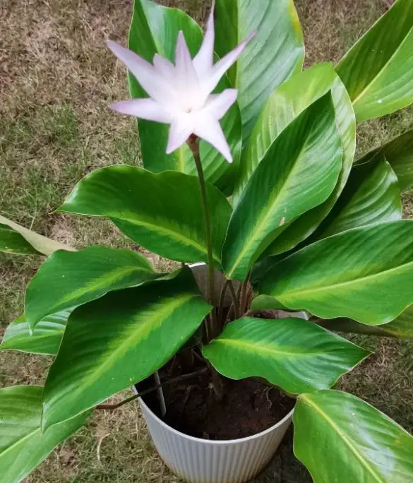 16 Rare Calathea types Plants To Add to Your Wishlist