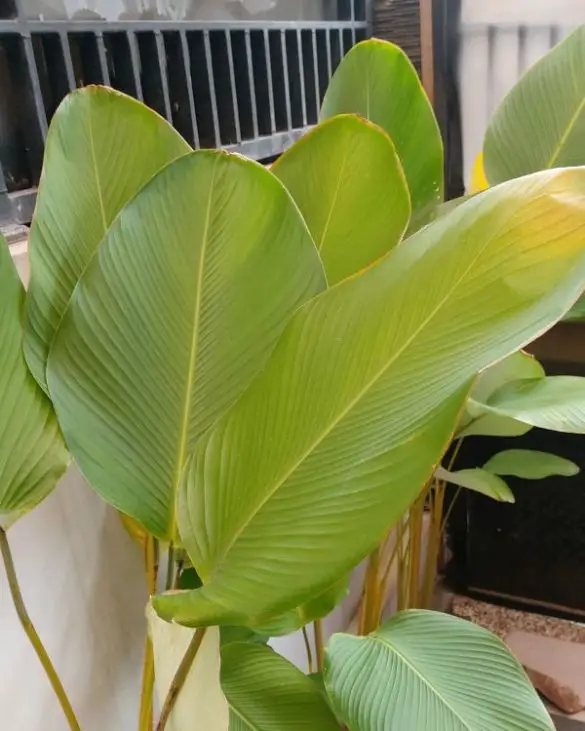 16 Rare Calathea types Plants To Add to Your Wishlist