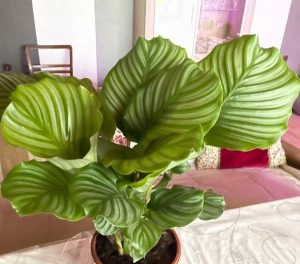 16 Rare Calathea types Plants To Add to Your Wishlist