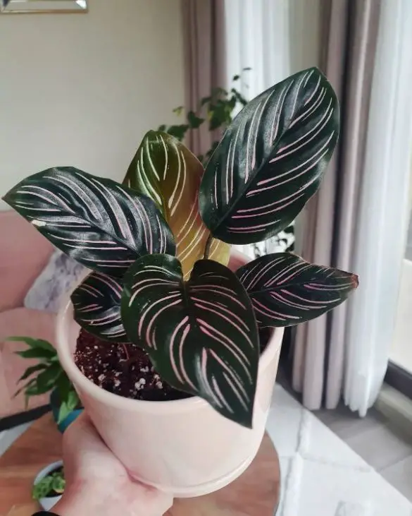 16 Rare Calathea types Plants To Add to Your Wishlist