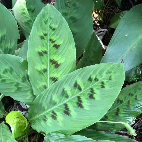16 Rare Calathea types Plants To Add to Your Wishlist