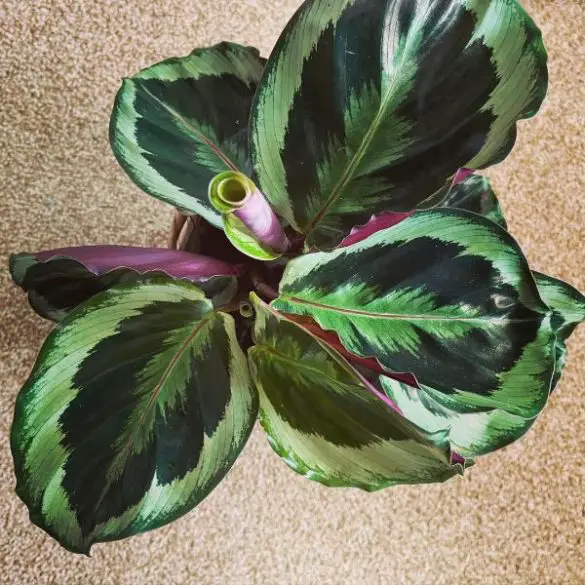 16 Rare Calathea types Plants To Add to Your Wishlist