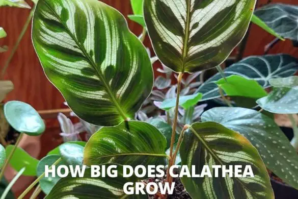 How Often to Water Calathea: The Ultimate Guide