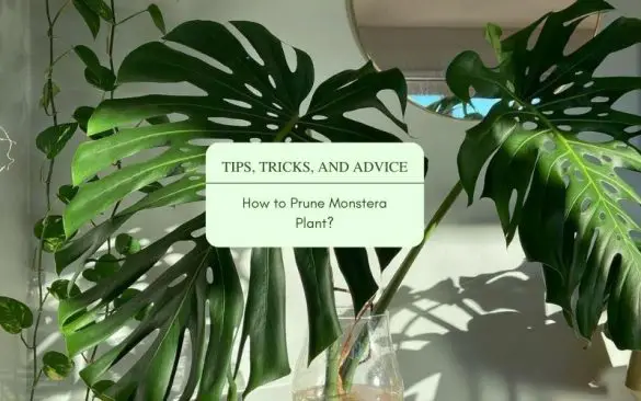 How to Prune Monstera Plant: Tips, Tricks, and Advice