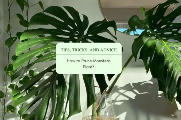 How fast do Monstera grow? 7+ tips to make Monstera thrive