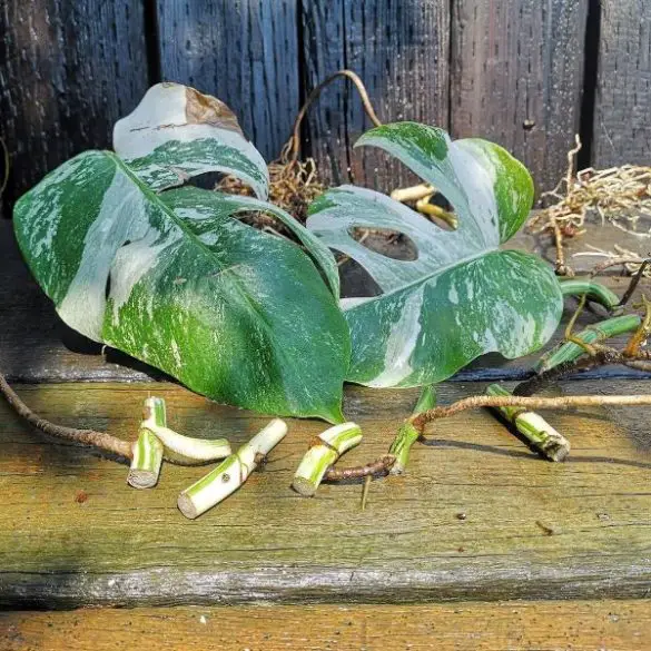 How to Prune Monstera Plant: Tips, Tricks, and Advice