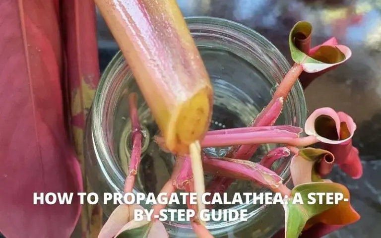 How to Propagate Calathea: A Step-by-Step Guide