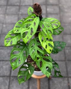 Monstera Varieties: 15 Amazing Types of Monstera Plant