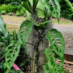 Top 10 common Monstera in the wild (types & characteristics)