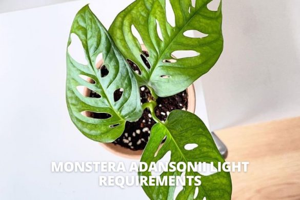 Can Monstera live outside? Tips to make them thrive outdoor