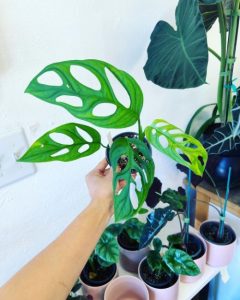 Monstera Varieties: 15 Amazing Types of Monstera Plant