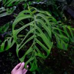 Top 10 common Monstera in the wild (types & characteristics)