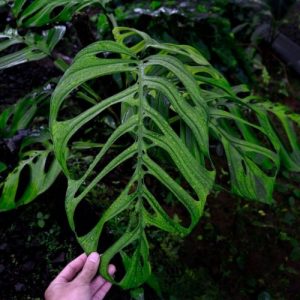 Top 10 common Monstera in the wild (types & characteristics)