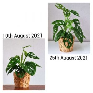 Monstera Leaf Growth Stages: From Seedling to Mature Plant