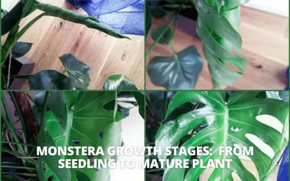Monstera Leaf Growth Stages: From Seedling to Mature Plant