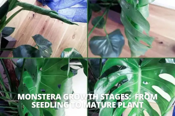 How long can monstera live in water? Tips to grow them