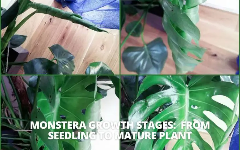 Monstera Leaf Growth Stages: From Seedling to Mature Plant