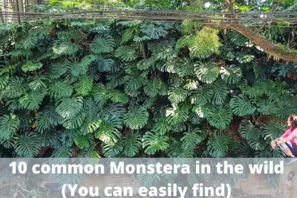 Can Monstera live outside? Tips to make them thrive outdoor