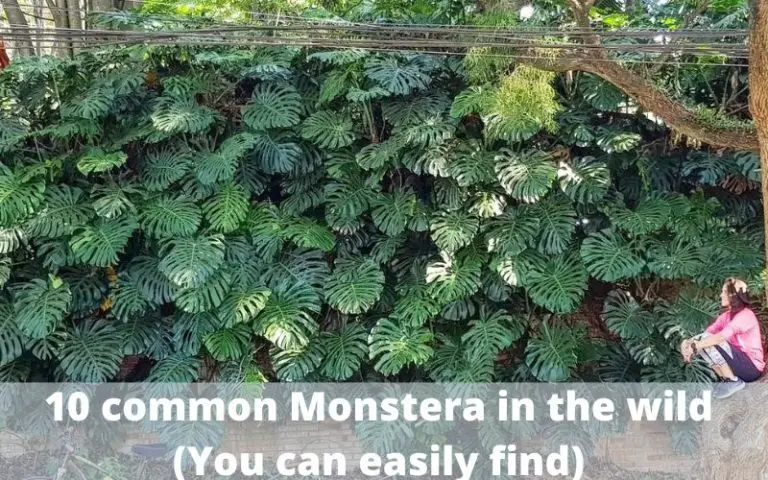 Top 10 common Monstera in the wild (types & characteristics)