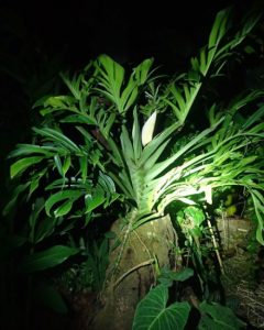 Top 10 common Monstera in the wild (types & characteristics)