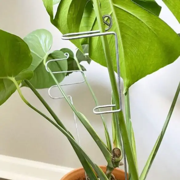 How to Stake a Monstera - 3 Steps with Videos